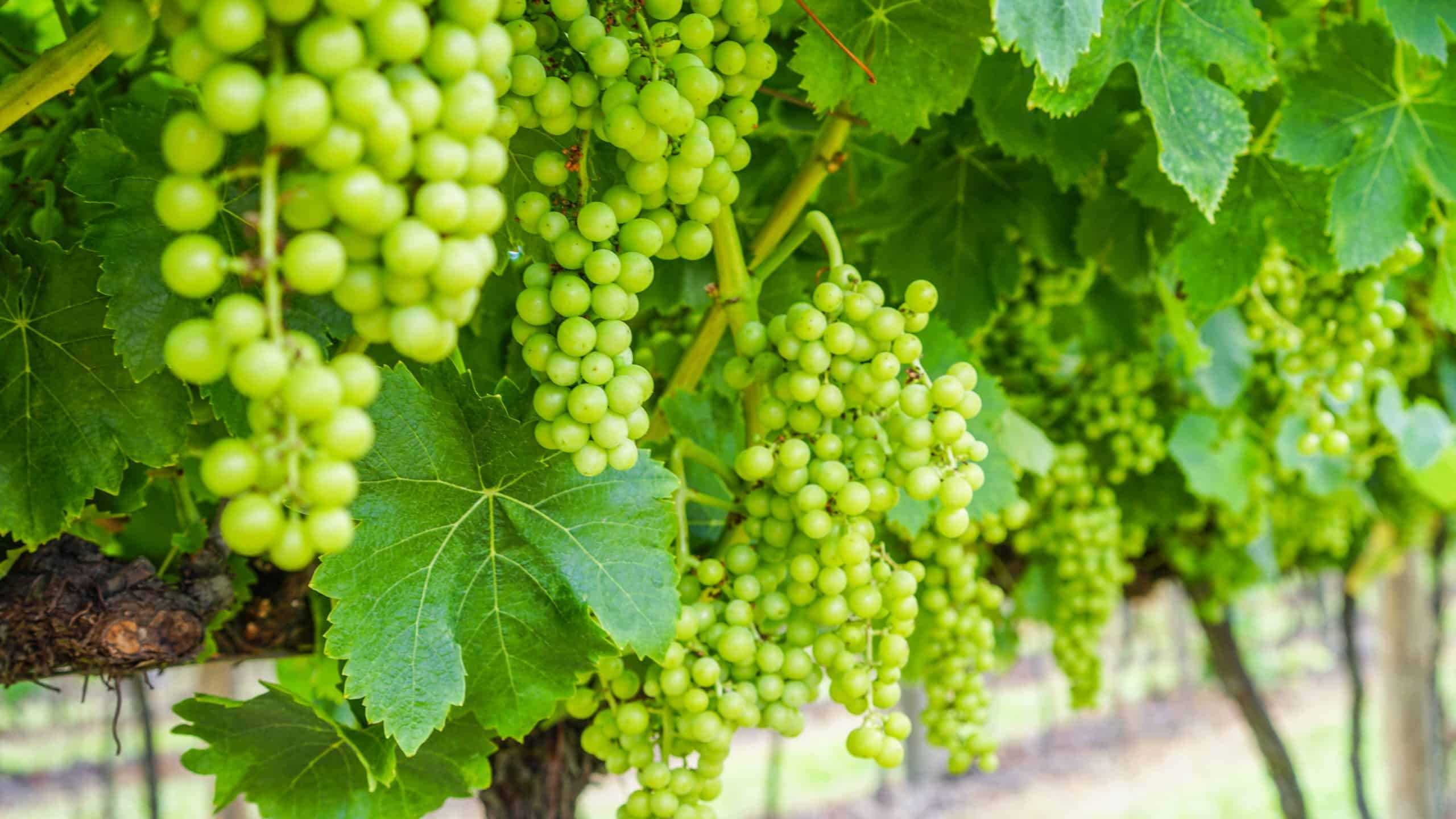 Vitas Portugal acquiert Falua, domaine viticole de la region du tejo