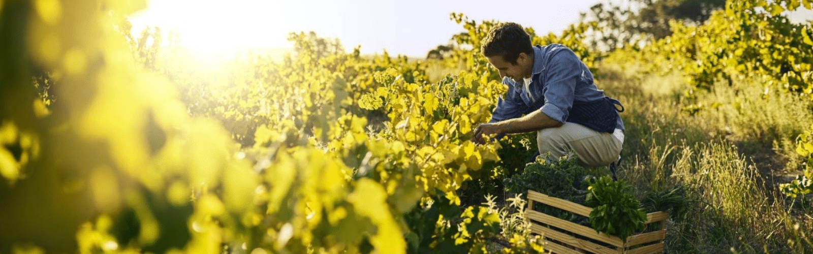 Fondo de Dotación Roullier | Groupe Roullier