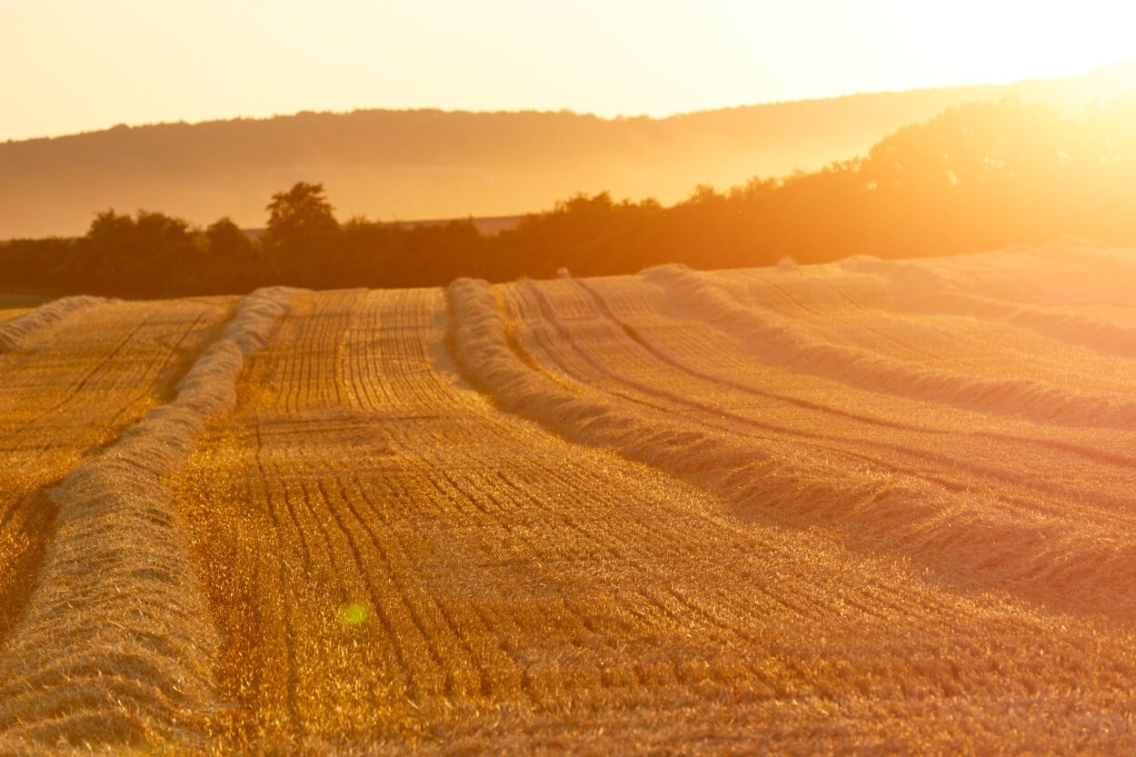 The management team | Groupe Roullier